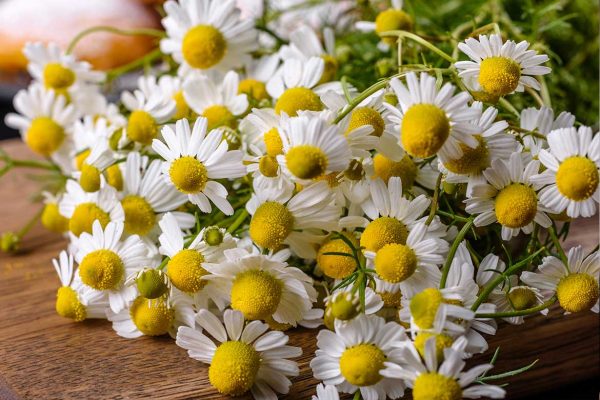 La Manzanilla: Un Remedio Natural con Múltiples Beneficios y Precauciones
